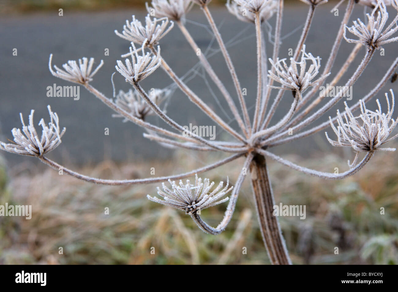 Nature freeze hi-res stock photography and images - Alamy