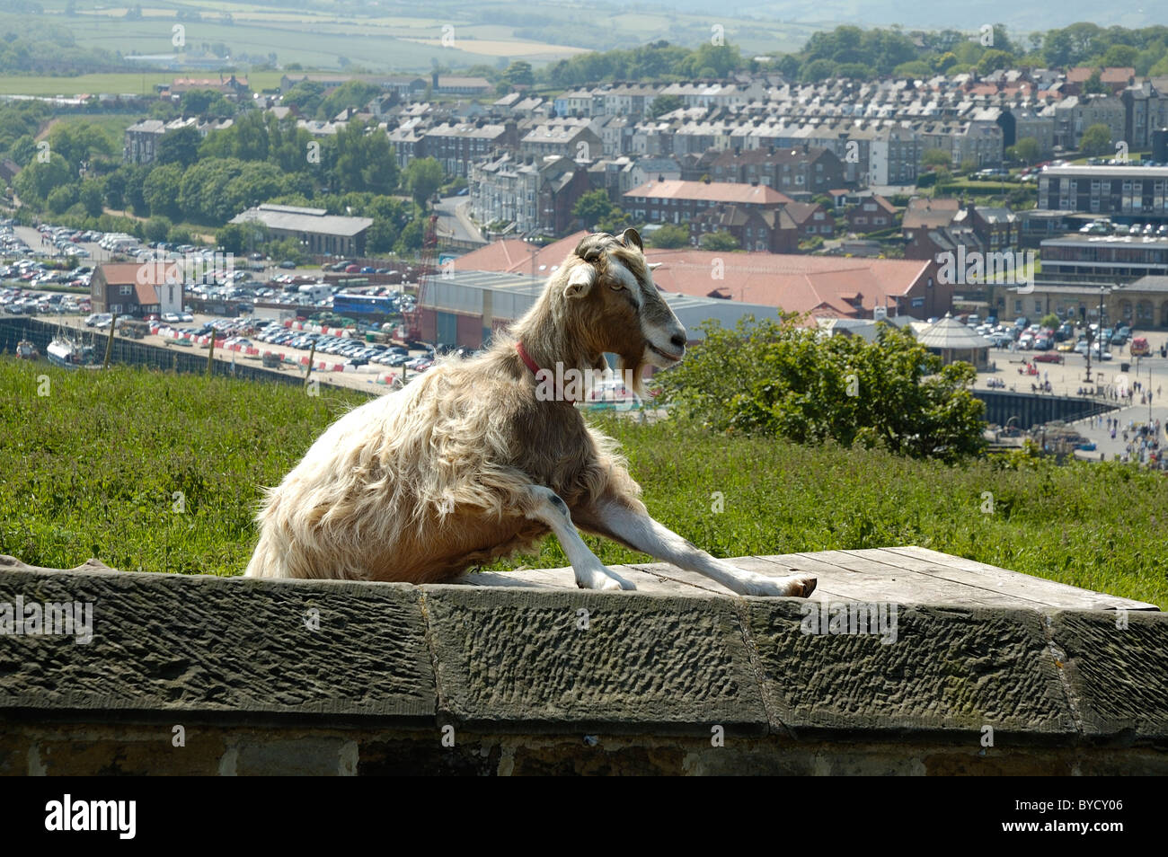 goat perched up on a wall in Whitby england uk Stock Photo - Alamy
