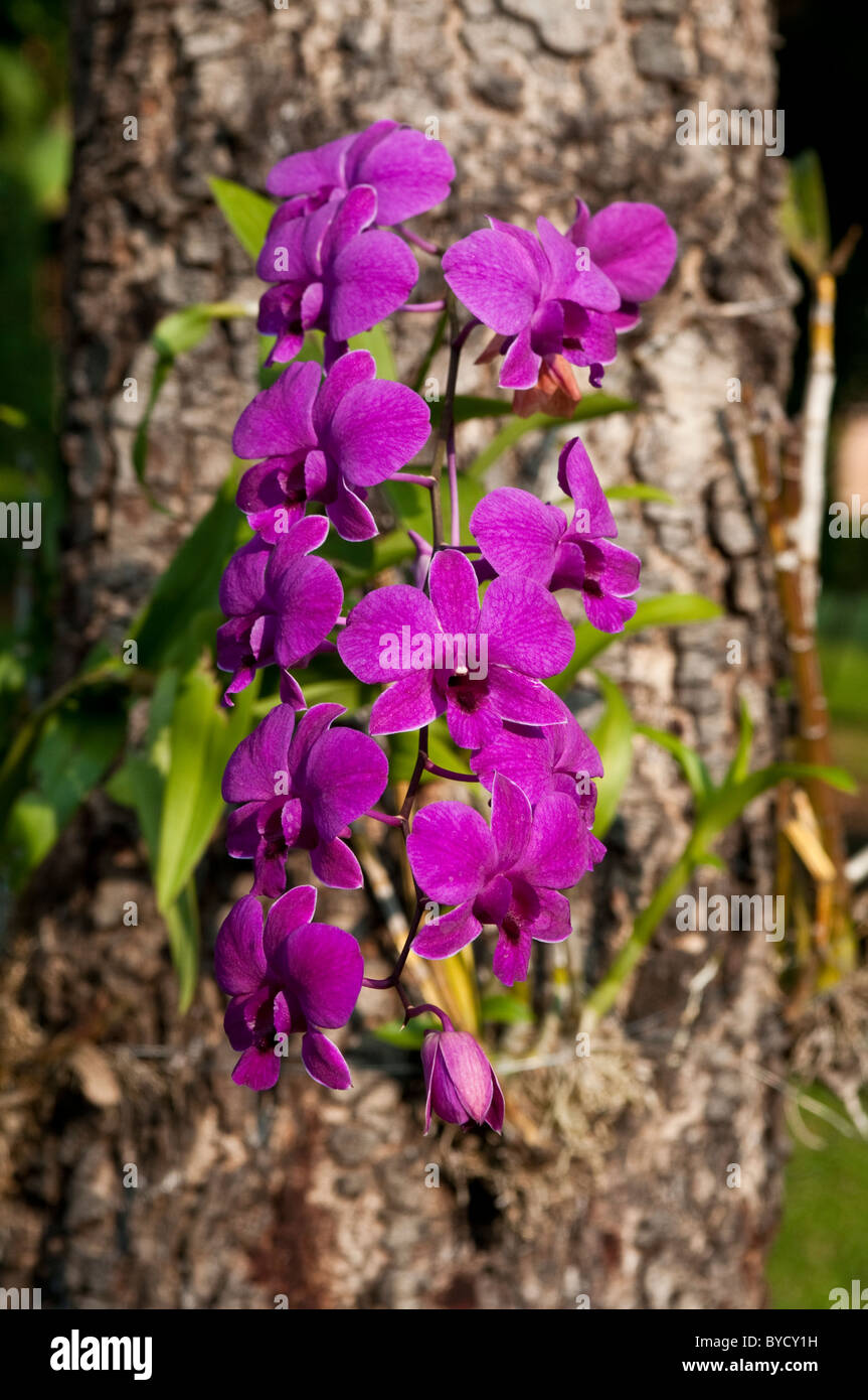 Purple orchid growing on tree, Chiang Mai, Thailand Stock Photo - Alamy