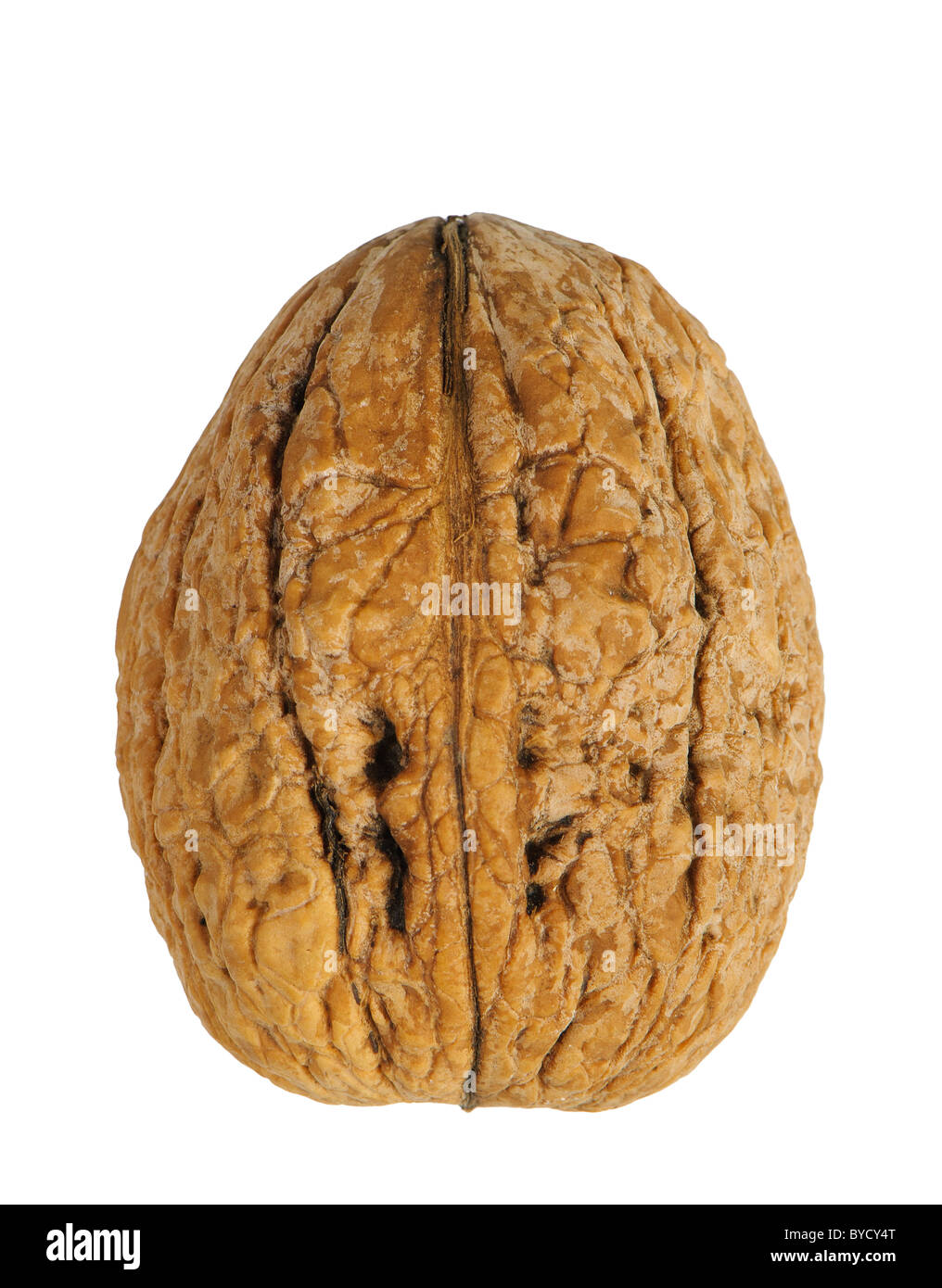 Walnut. A photo close up walnut. It is isolated on a white background ...