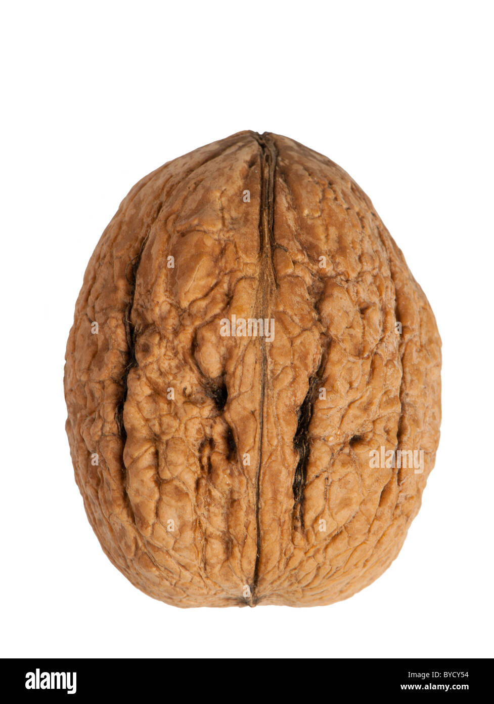 Walnut. A photo close up walnut. It is isolated on a white background ...