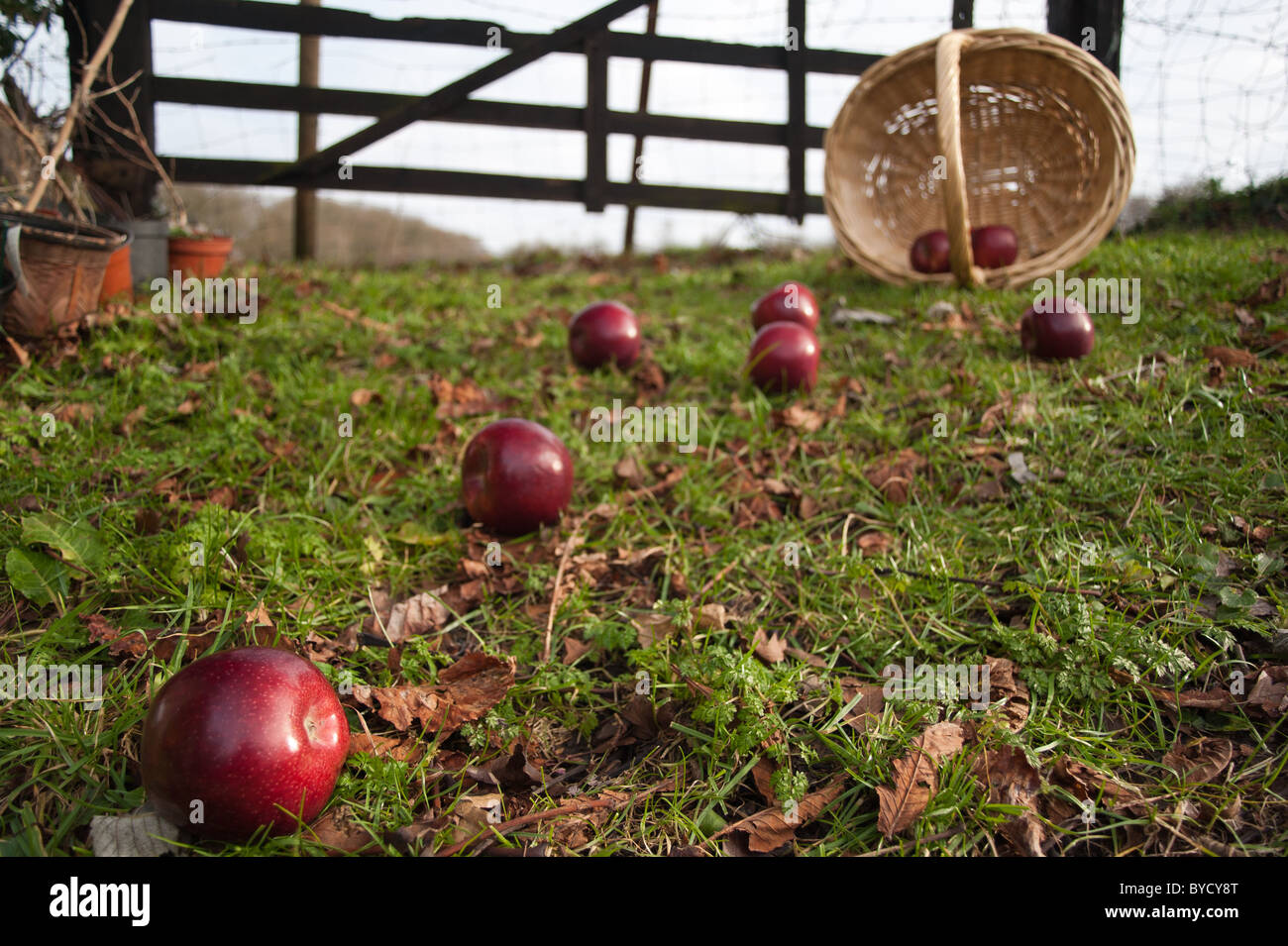 Scattered apples hi-res stock photography and images - Alamy