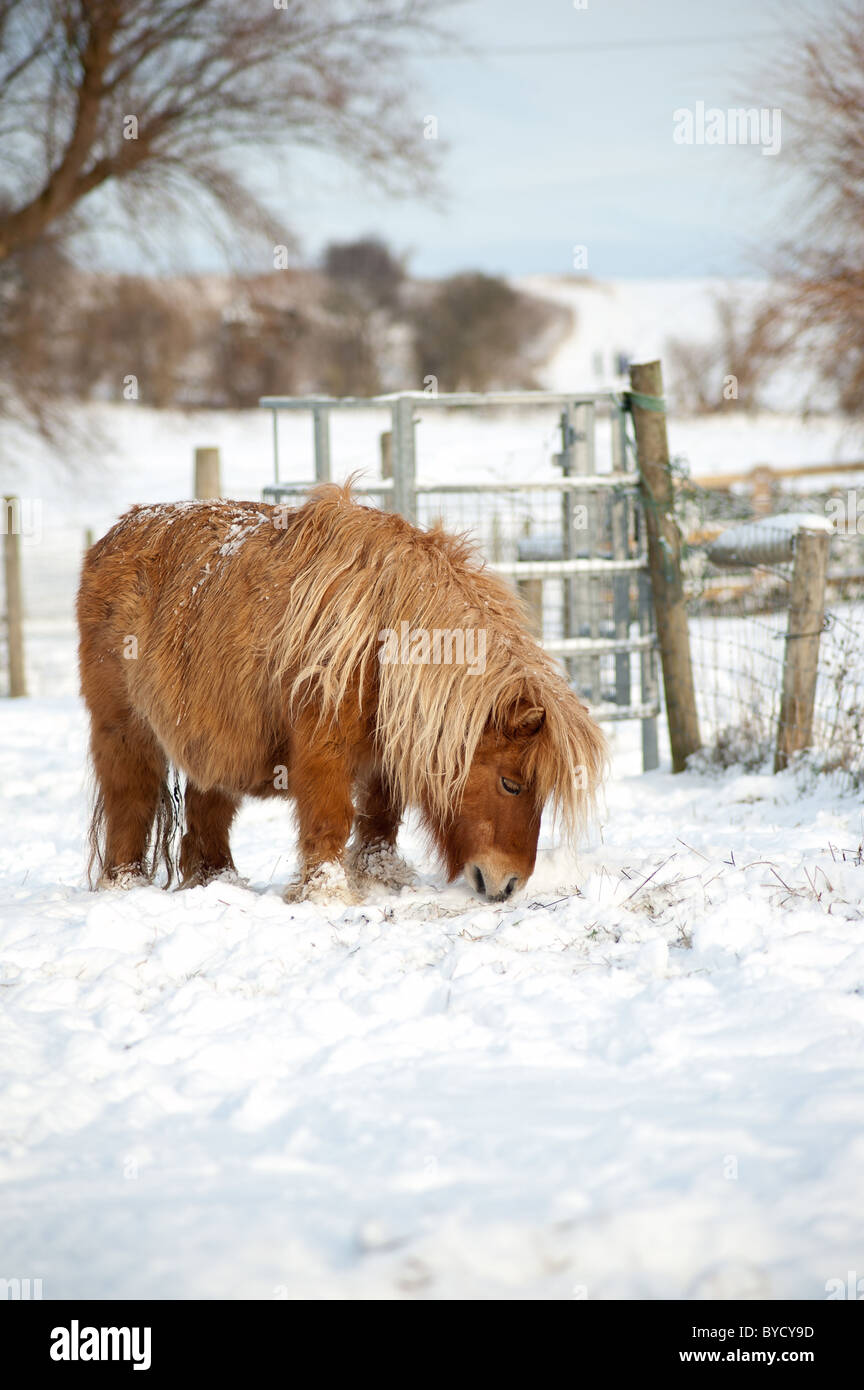 Shetland pony grazing during a winter snowfall Stock Photo - Alamy