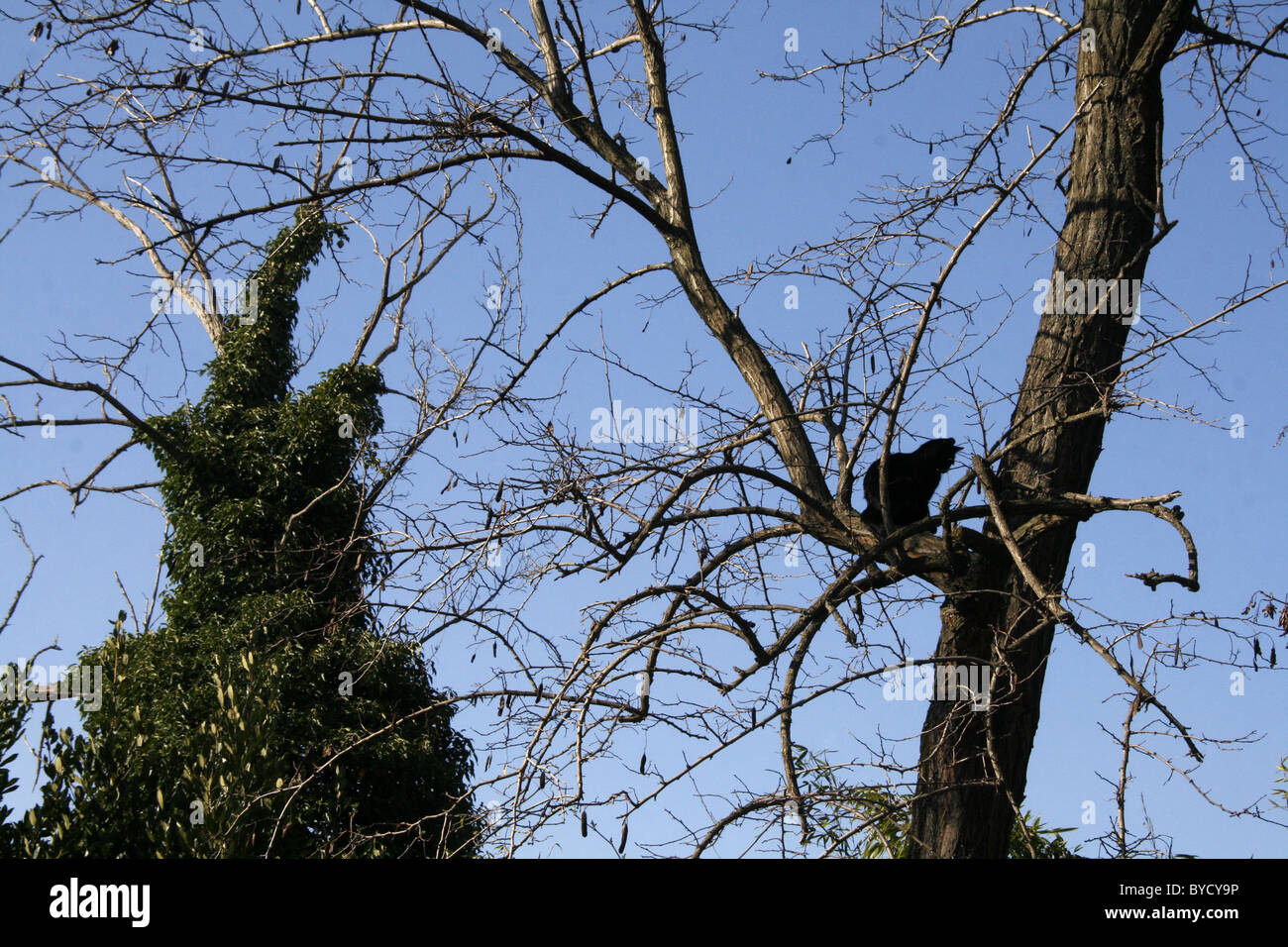 Black cat stuck in tree hi-res stock photography and images - Alamy