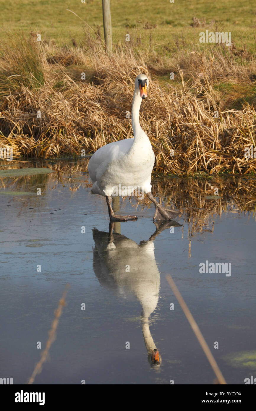 Loose plumage hi-res stock photography and images - Alamy