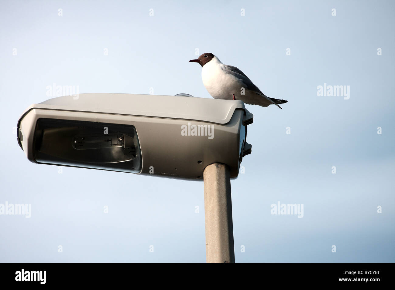 A bird sat on a lamppost Stock Photo - Alamy