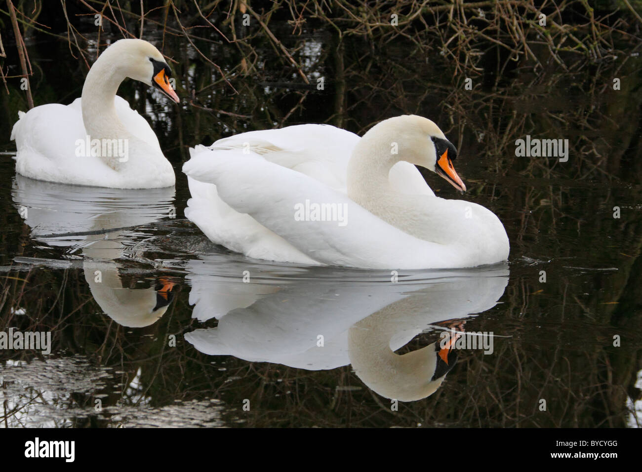 Pure white body plumage hi-res stock photography and images - Alamy