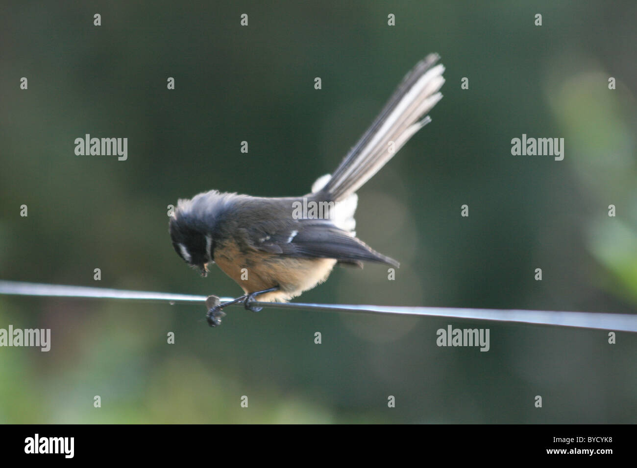 nz native fantail (piwakawaka Stock Photo - Alamy