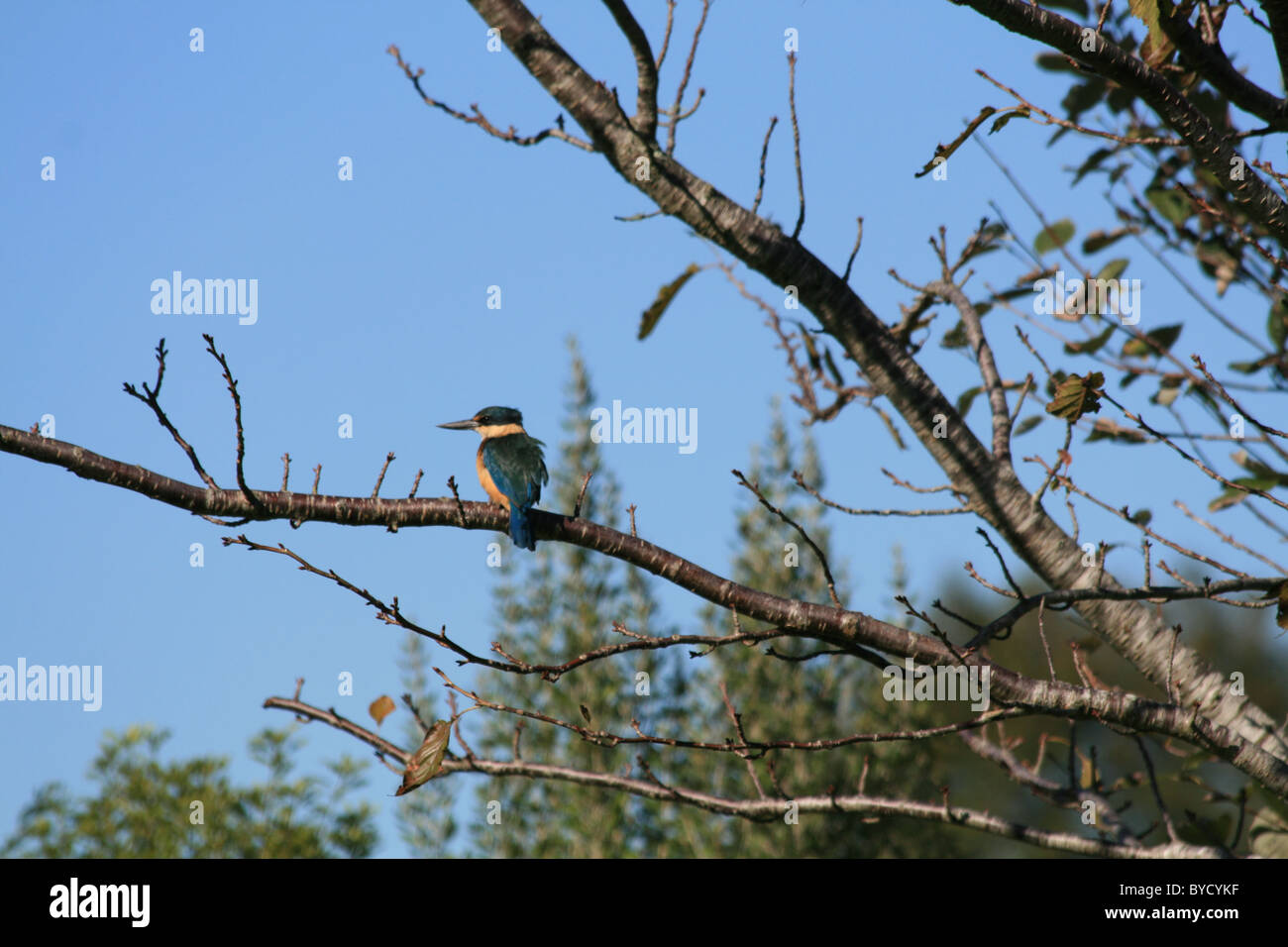 nz native kingfisher(kotare Stock Photo - Alamy