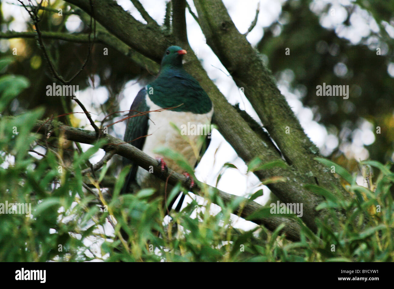 NZ native woodpigeon (kereru) in native bush Stock Photo - Alamy