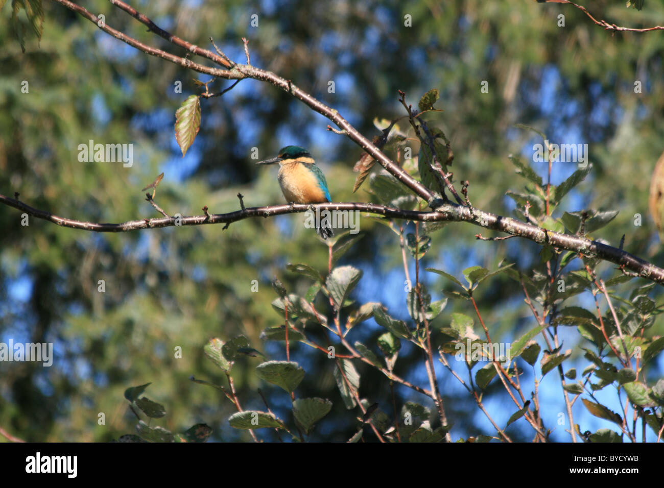 kingfisher on branch NZ bird, ( kotare Stock Photo - Alamy