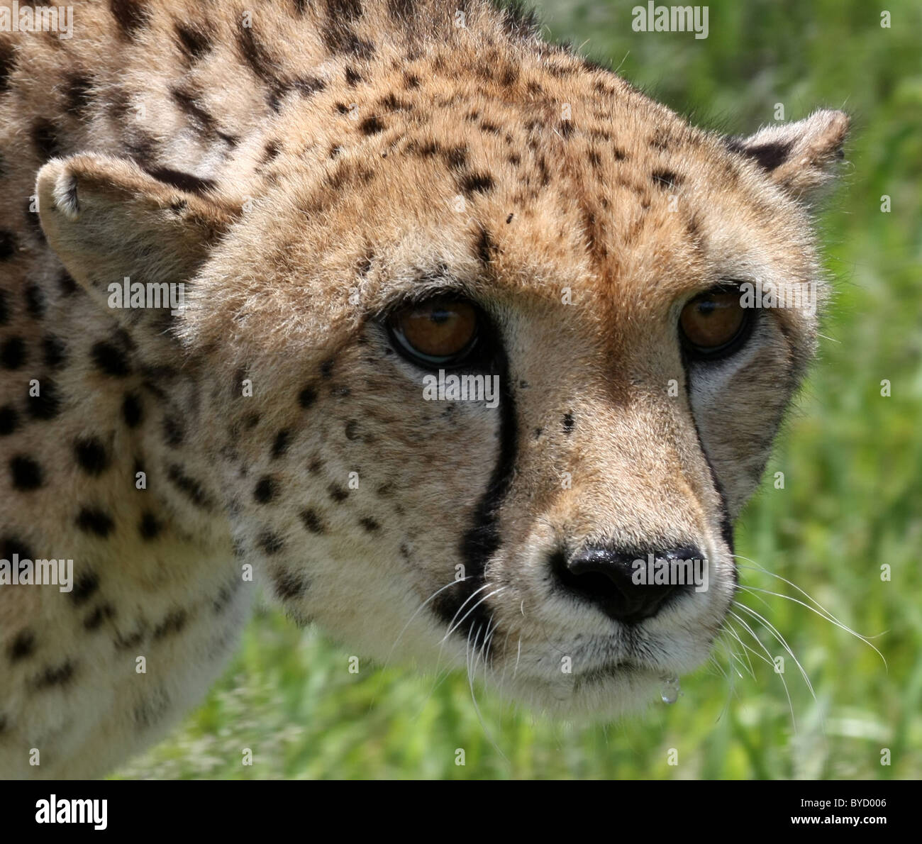 Big cats head hi-res stock photography and images - Alamy