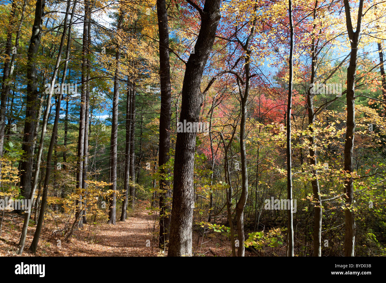 Town Forest, Concord, Massachusetts Stock Photo - Alamy
