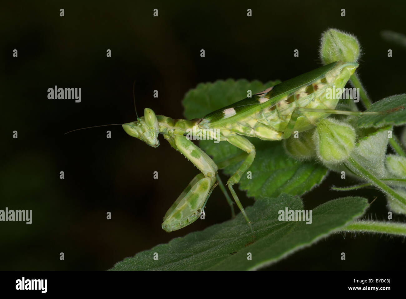 A Creobroter sp. Mantis at the Bang Phra Non-hunting Area in Eastern ...