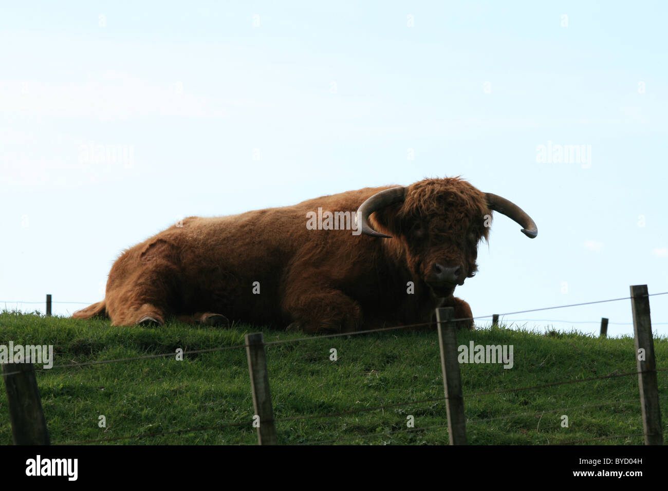 red bull dairy farm new Zealand Stock Photo - Alamy