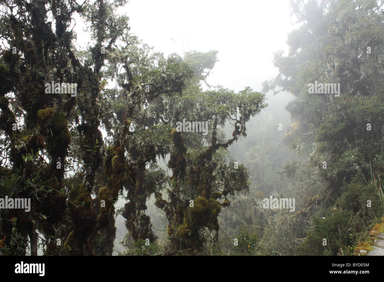 Cloud Forest by the Inca Trail Stock Photo - Alamy