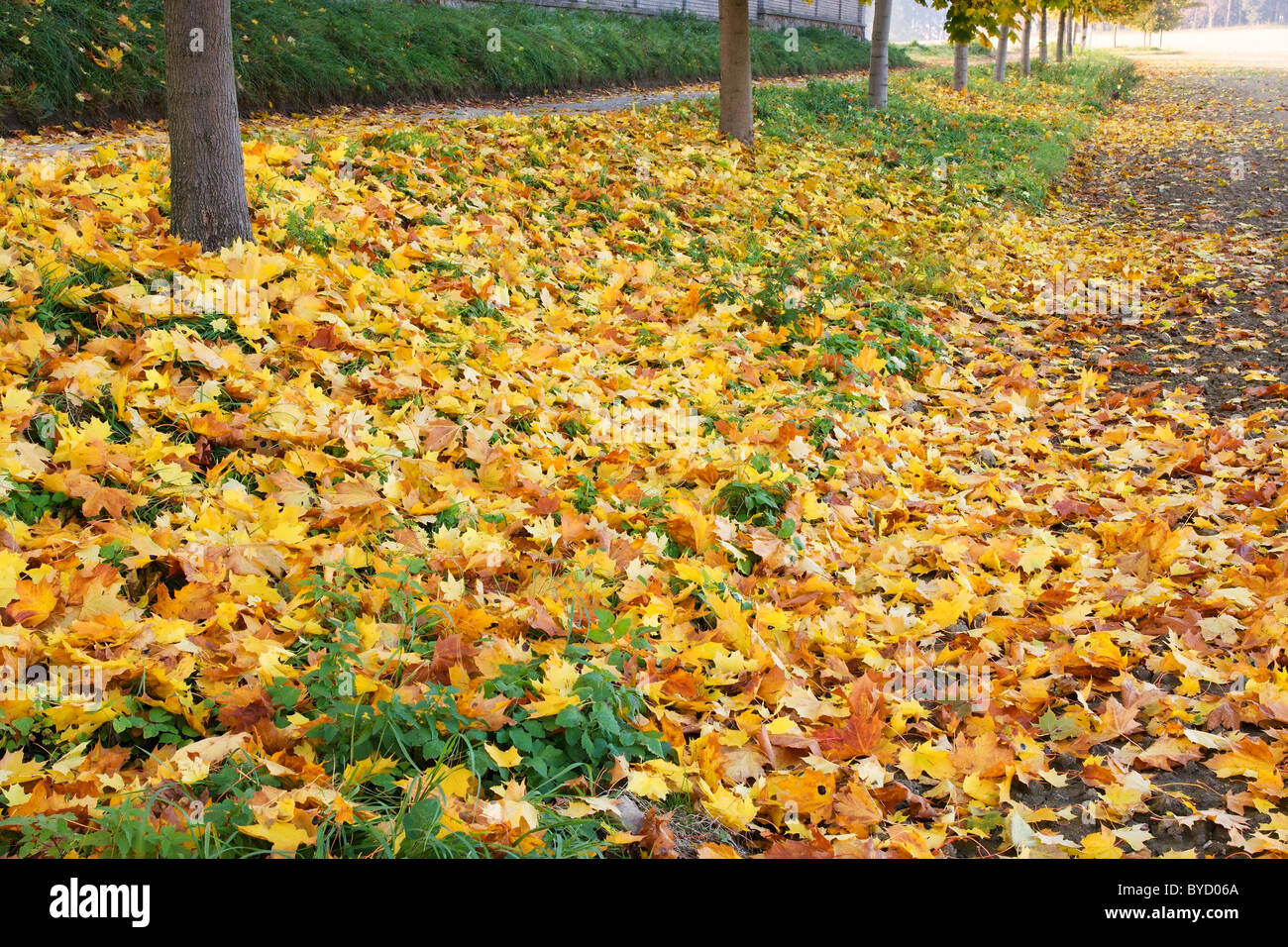 Fall leaves lying on the field Stock Photo - Alamy