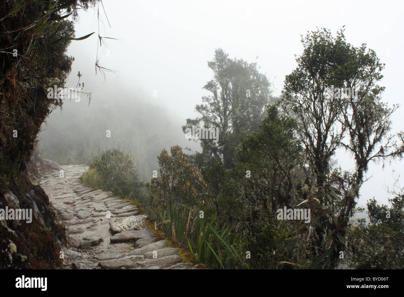 Inca Trail passing through cloud forest Stock Photo - Alamy