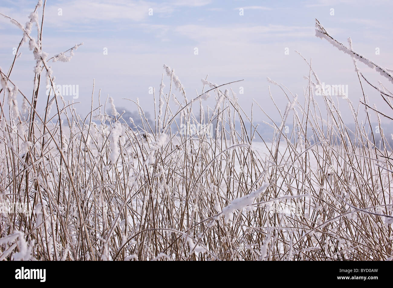 Snow covered grass in a winter woodland scene Stock Photo - Alamy