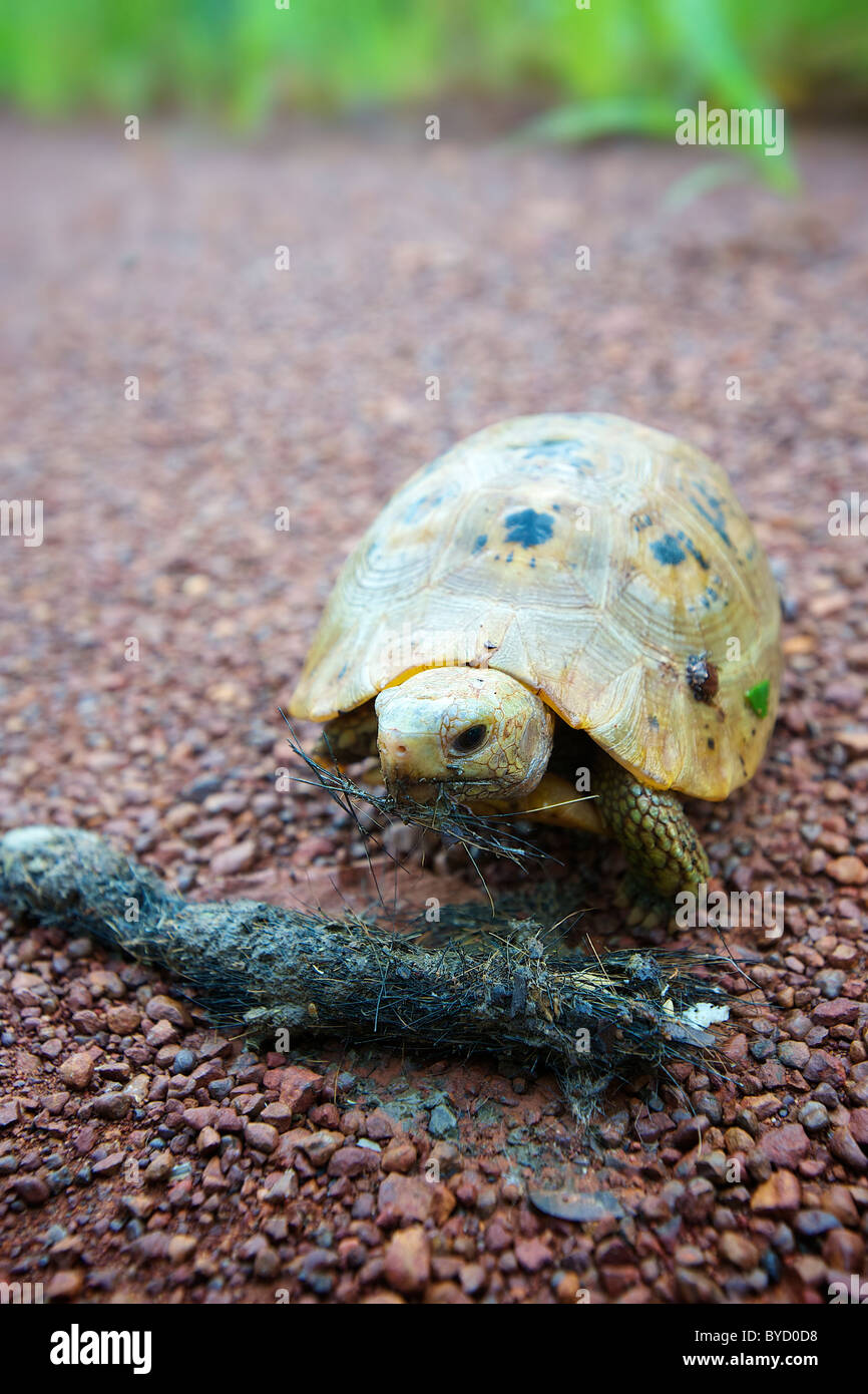 The endangered Elongated tortoise (Indotestudo elongata) in Thap Lan ...