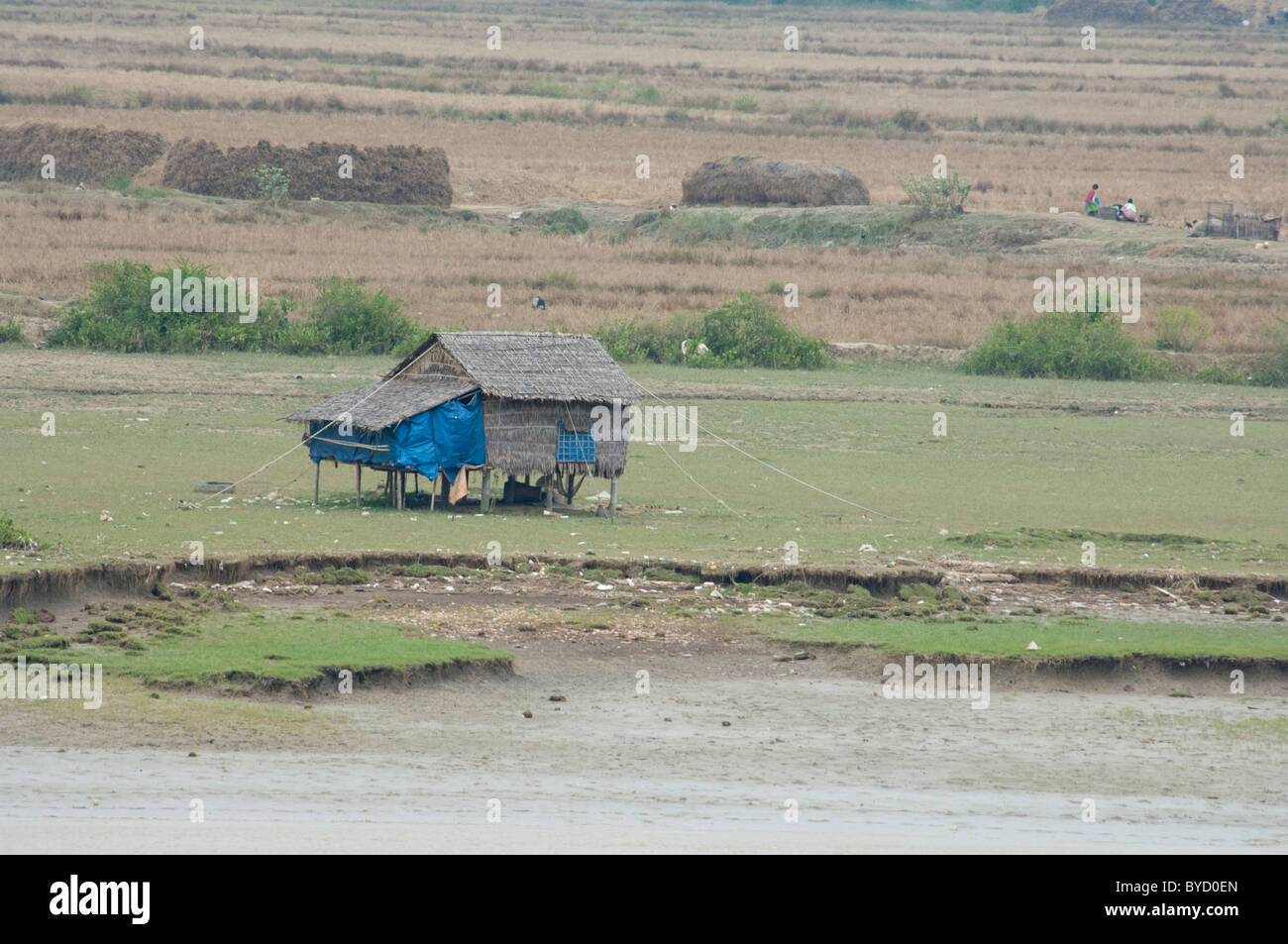 Myanmar (aka Burma), Yangon (aka Rangoon). Everyday rural farm life ...