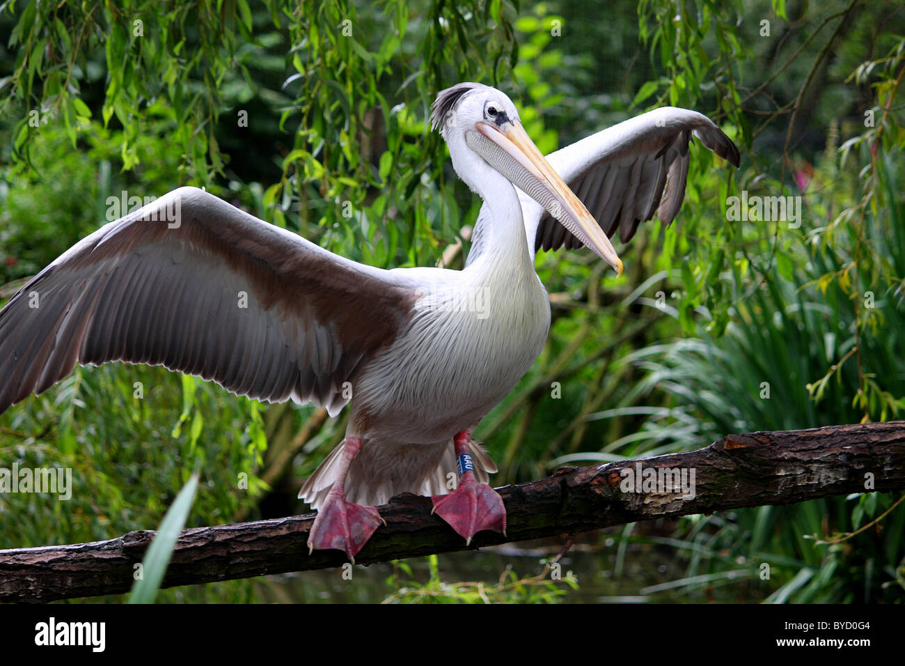 A pink backed pelican on a tree branch at a zoo in England Stock Photo ...