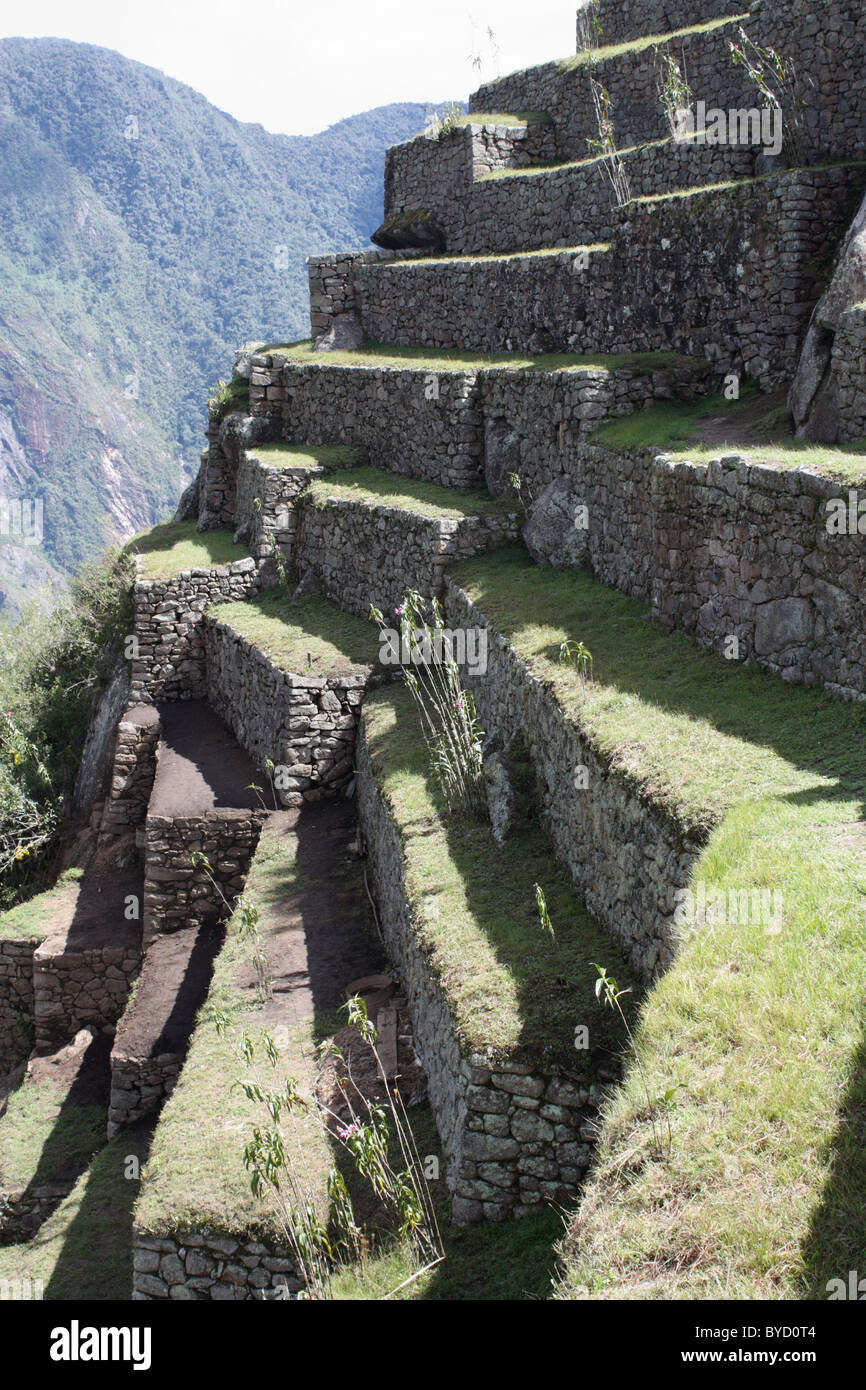 Terracing at Machu Picchu Stock Photo - Alamy