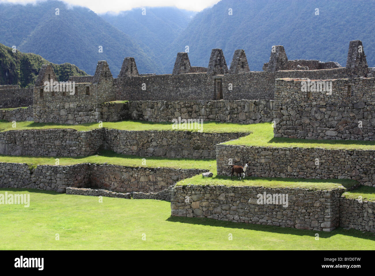 Terracing at Machu Picchu Stock Photo - Alamy