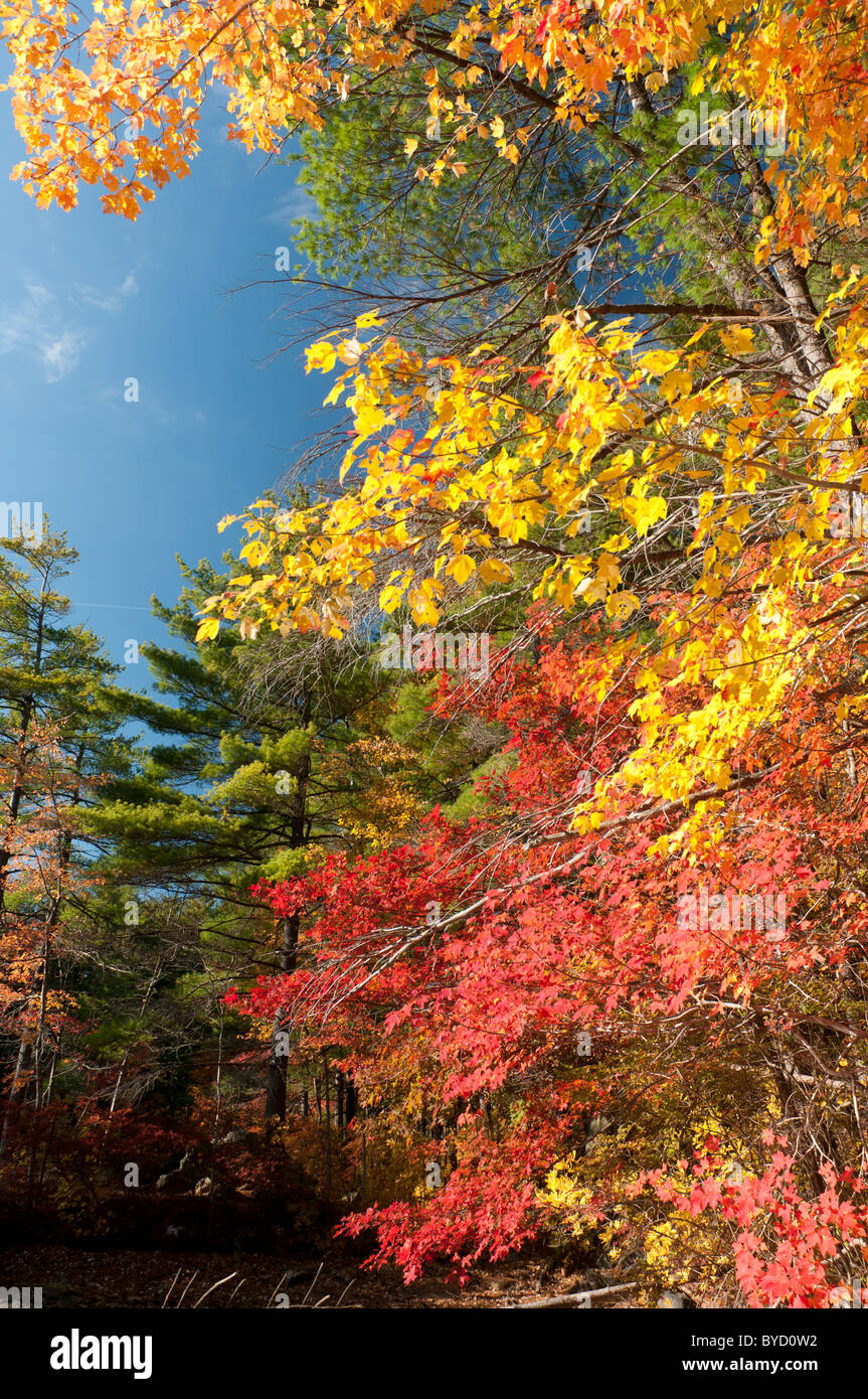 Brilliant fall colors in the woods of Andover, Massachusetts Stock ...