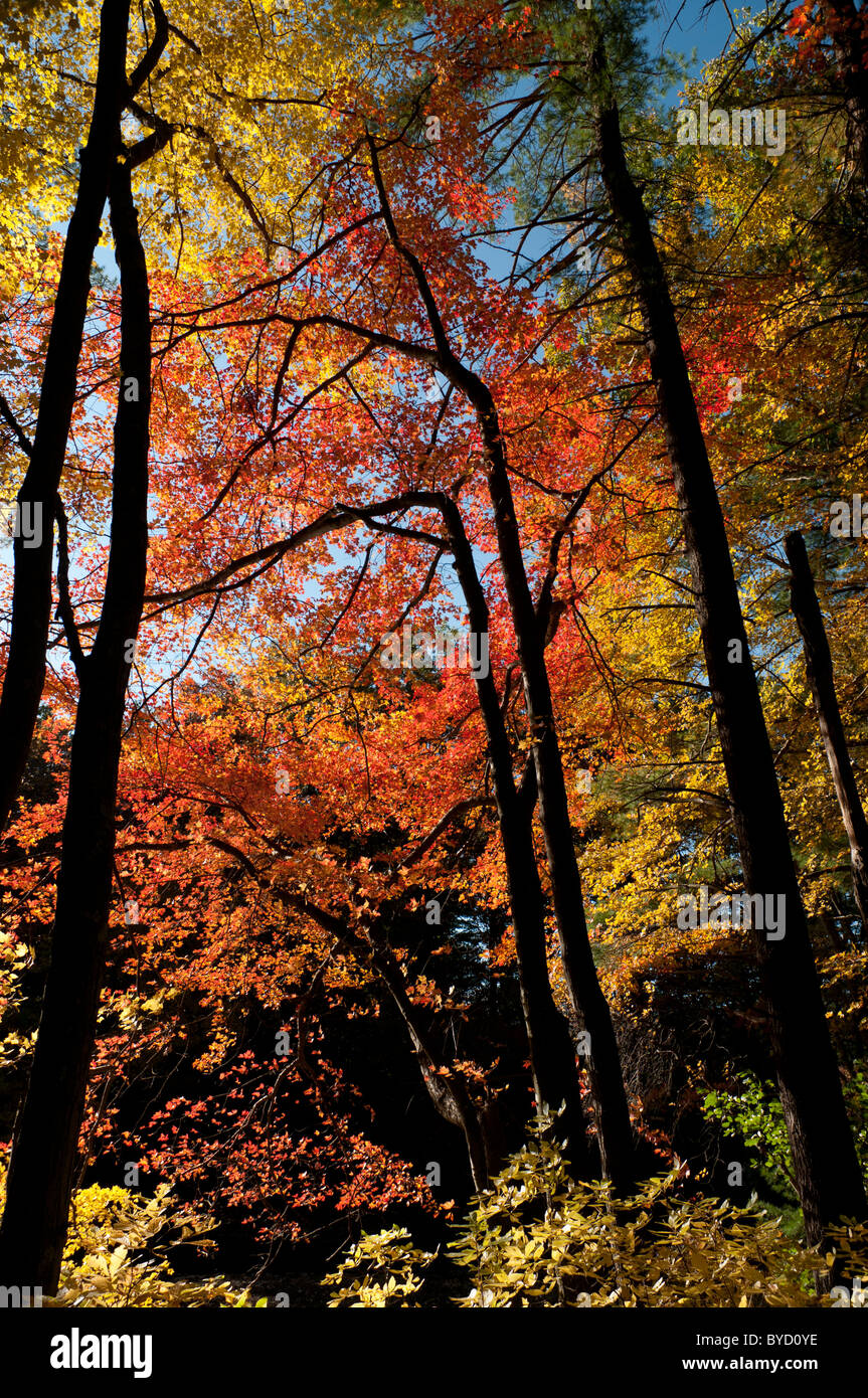 Brilliant fall colors in the woods of Andover, Massachusetts Stock ...
