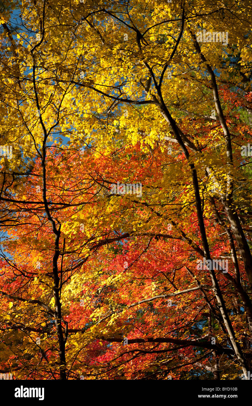 Brilliant fall colors in the woods of Andover, Massachusetts Stock ...
