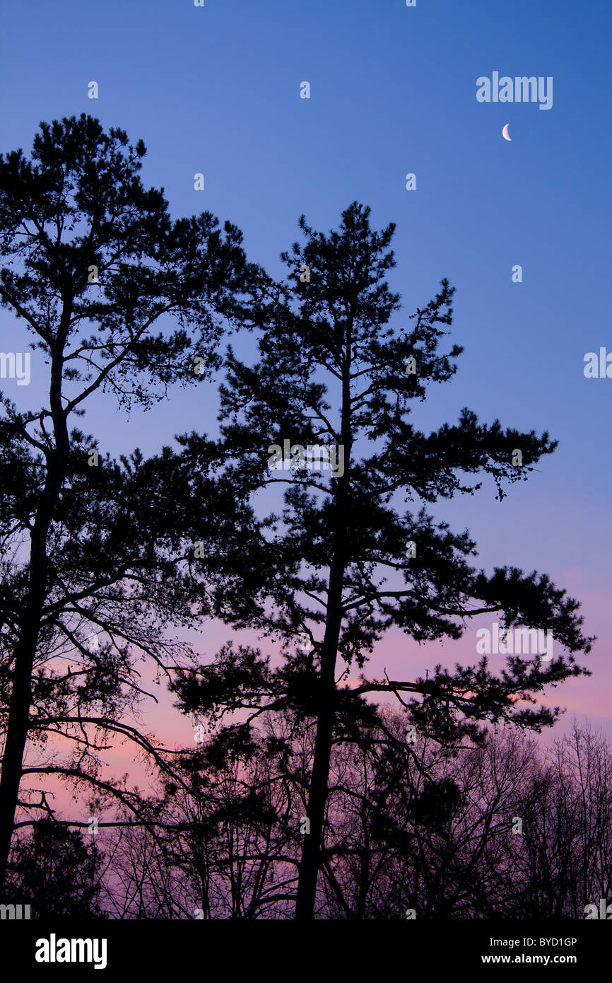 Moon pine trees hi-res stock photography and images - Alamy