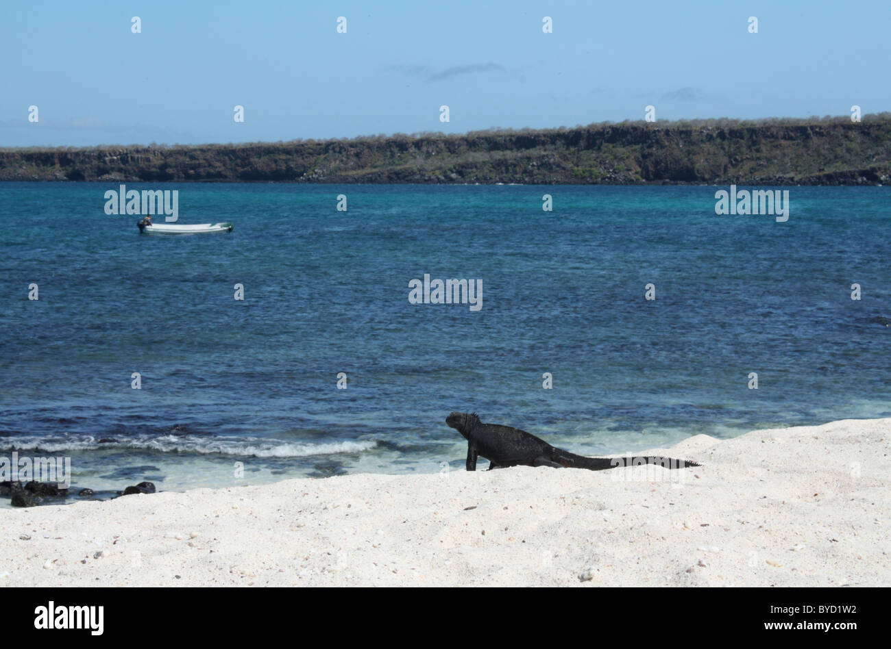 Galapagos iguana boat hi-res stock photography and images - Alamy