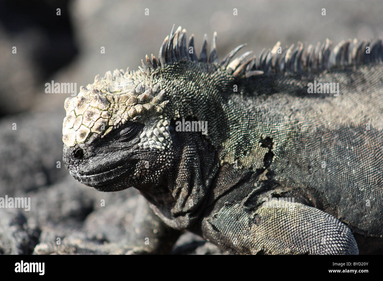 Marine Iguana on Isla Isabela Stock Photo - Alamy