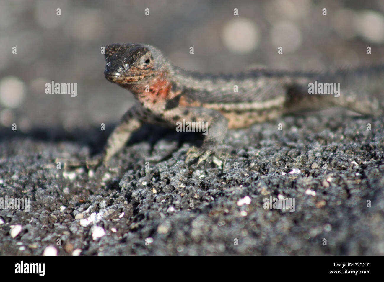 Lava Lizard on a rock on Isla Isabela in the Galapagos Islands Stock ...