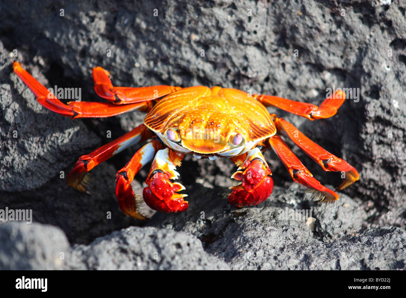 Sally Lightfoot Crab in the Galapagos Islands Stock Photo - Alamy