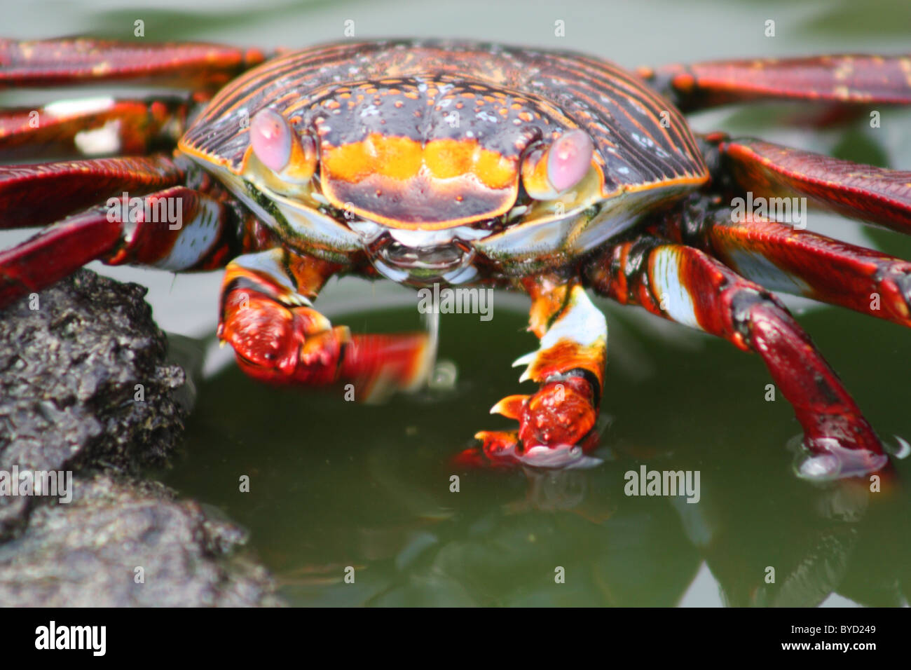 Sally Lightfoot Crab in the Galapagos Islands Stock Photo - Alamy