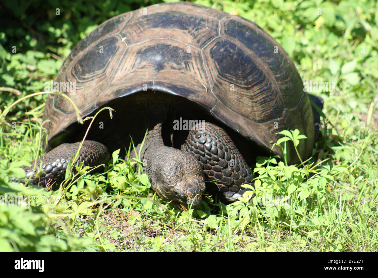 Giant Tortoise on Isla Isabela in the Galapagos Islands Stock Photo - Alamy