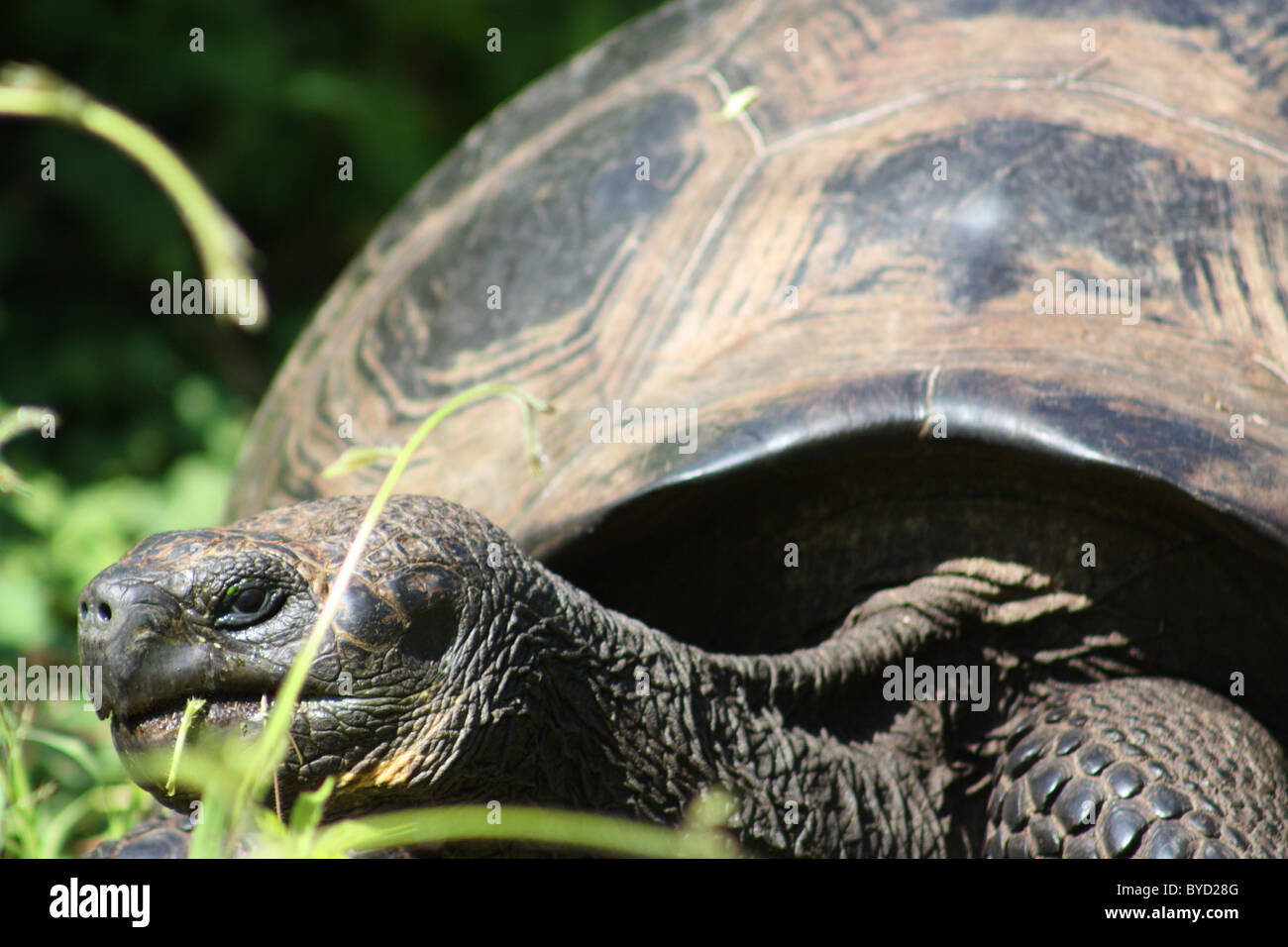 Isabela galapagos tortoise hi-res stock photography and images - Alamy