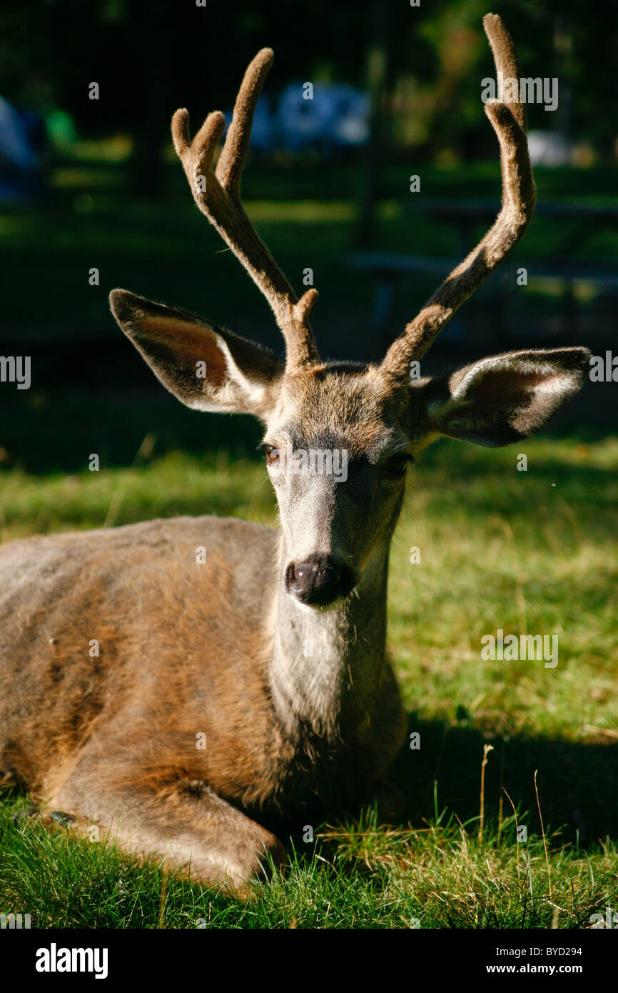 Buck and antlers closeup hi-res stock photography and images - Alamy