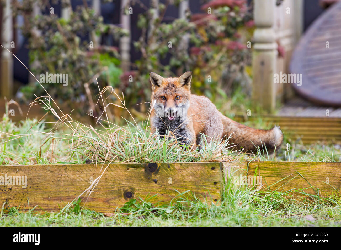 Red Fox ( Vulpes vulpes ) in back garden Stock Photo - Alamy