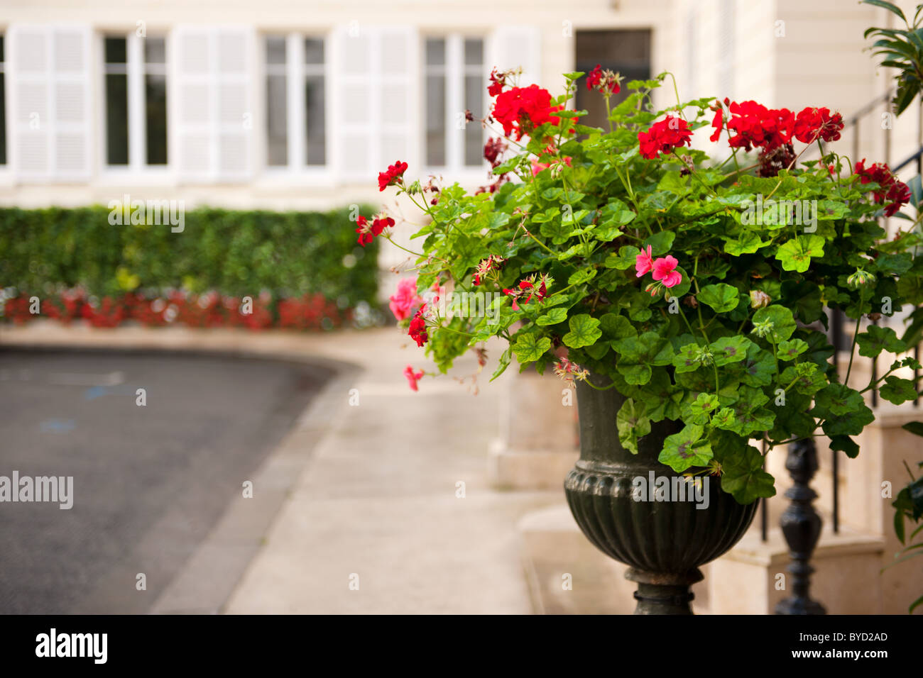 Pelargonium in pot hi-res stock photography and images - Alamy