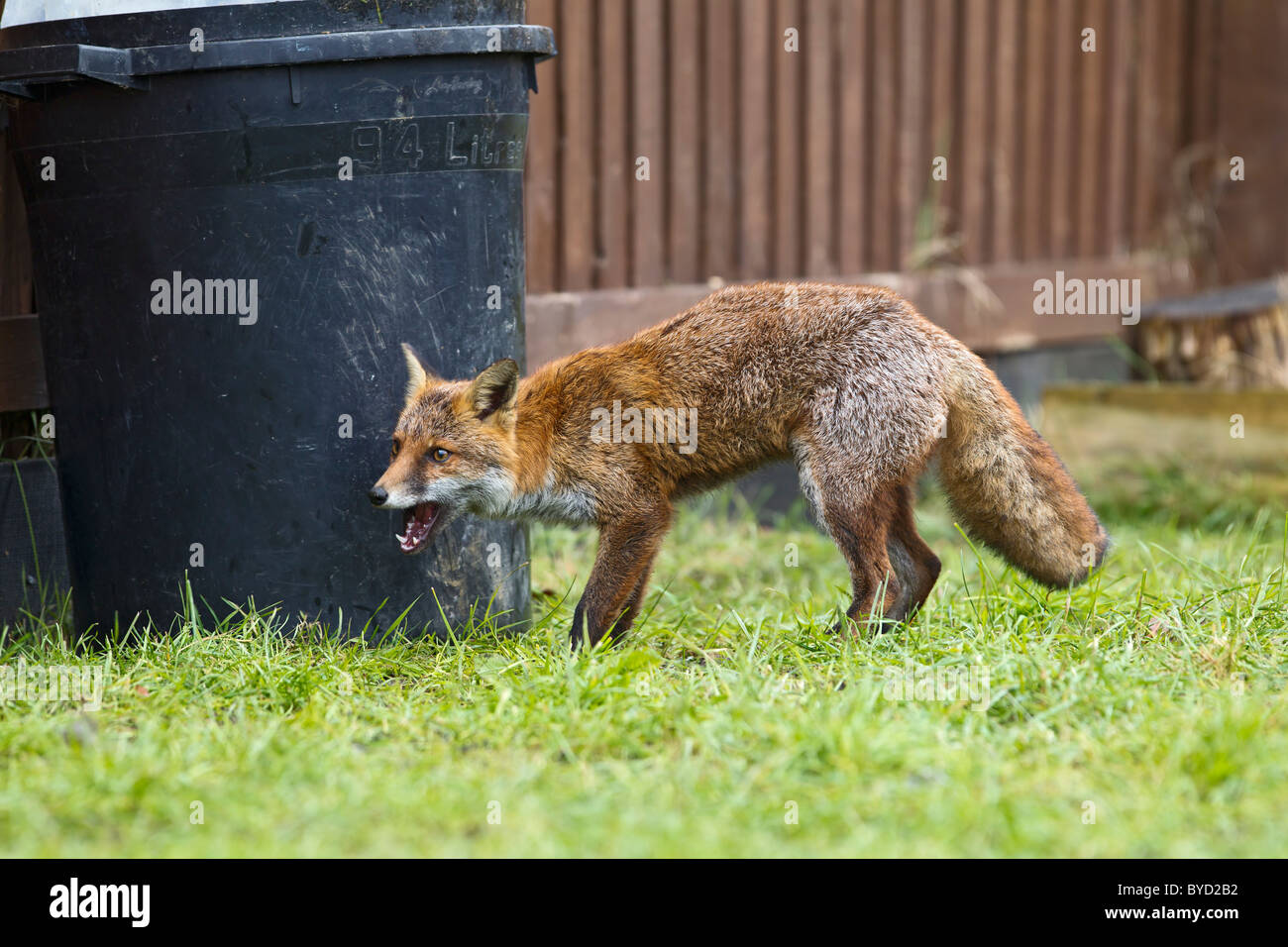 Red fox with rubbish hi-res stock photography and images - Alamy
