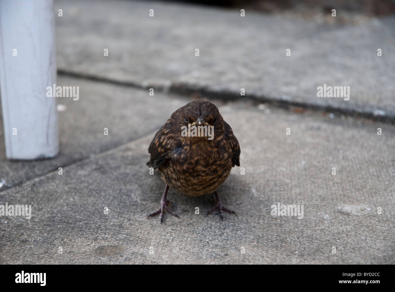 Baby fledgling blackbird Stock Photo - Alamy