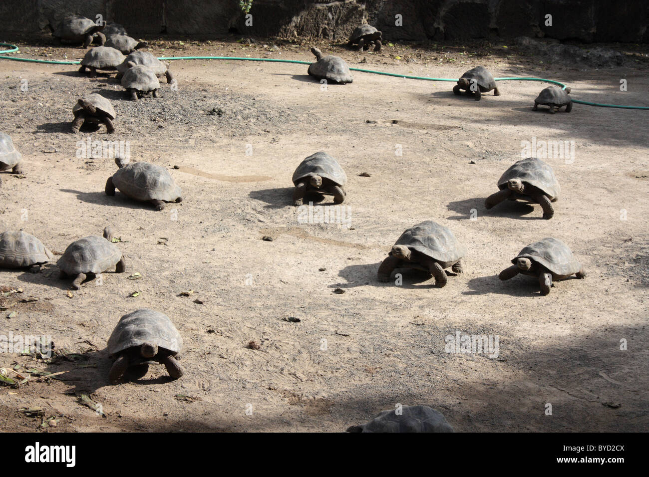 Isabela Island Tortoise