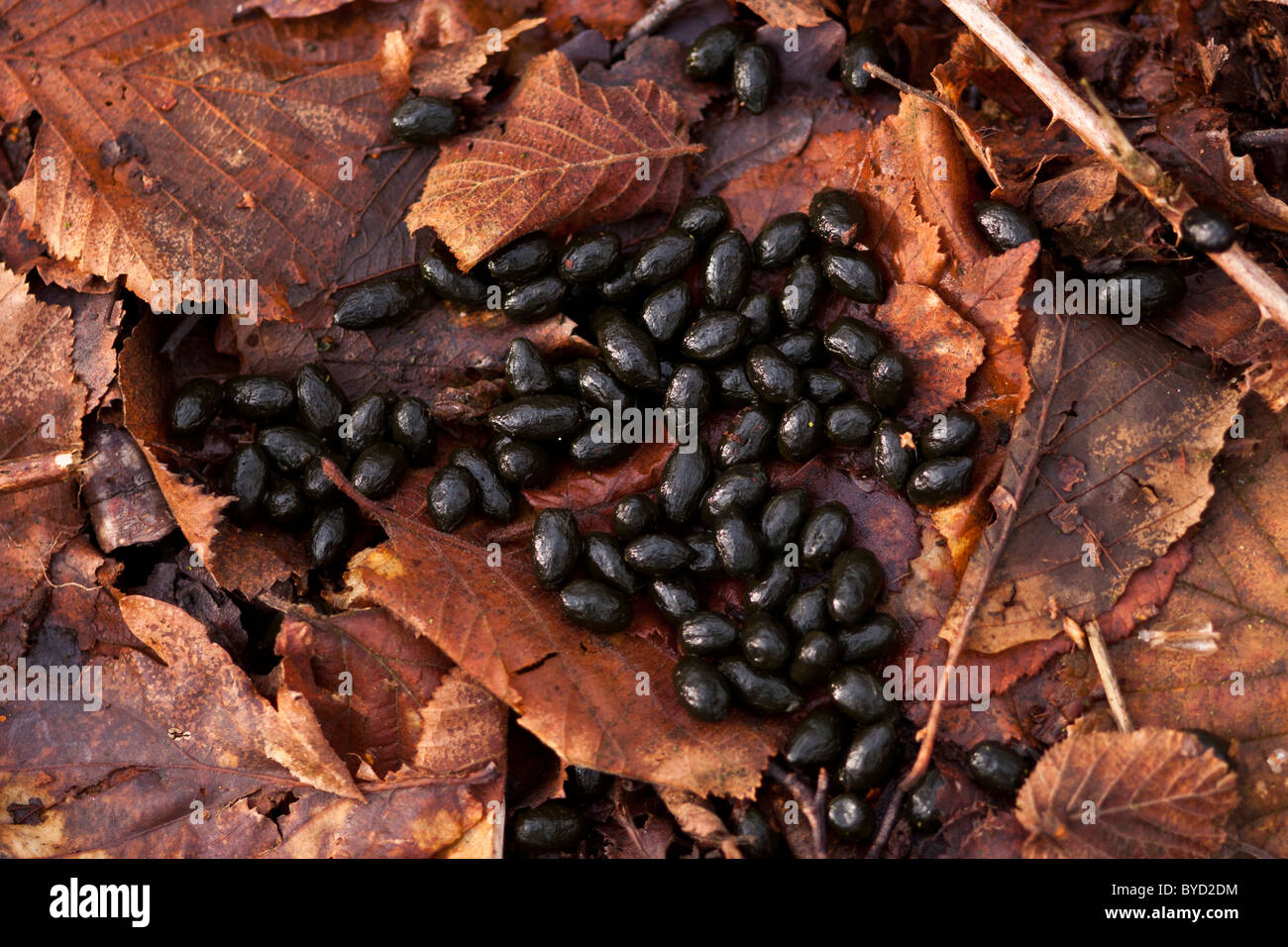 Fresh deer poo Stock Photo - Alamy