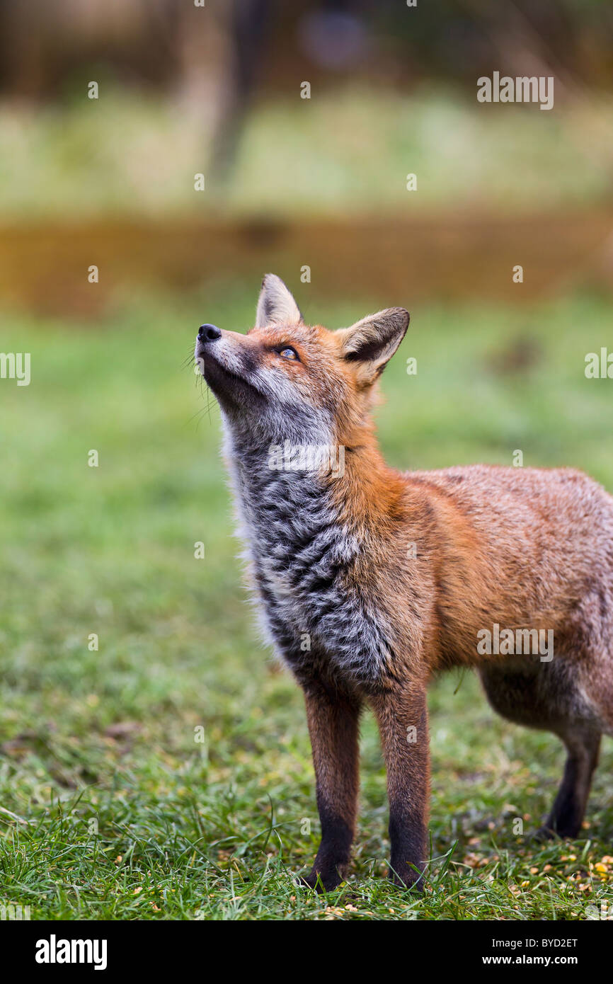 Fox table hi-res stock photography and images - Alamy