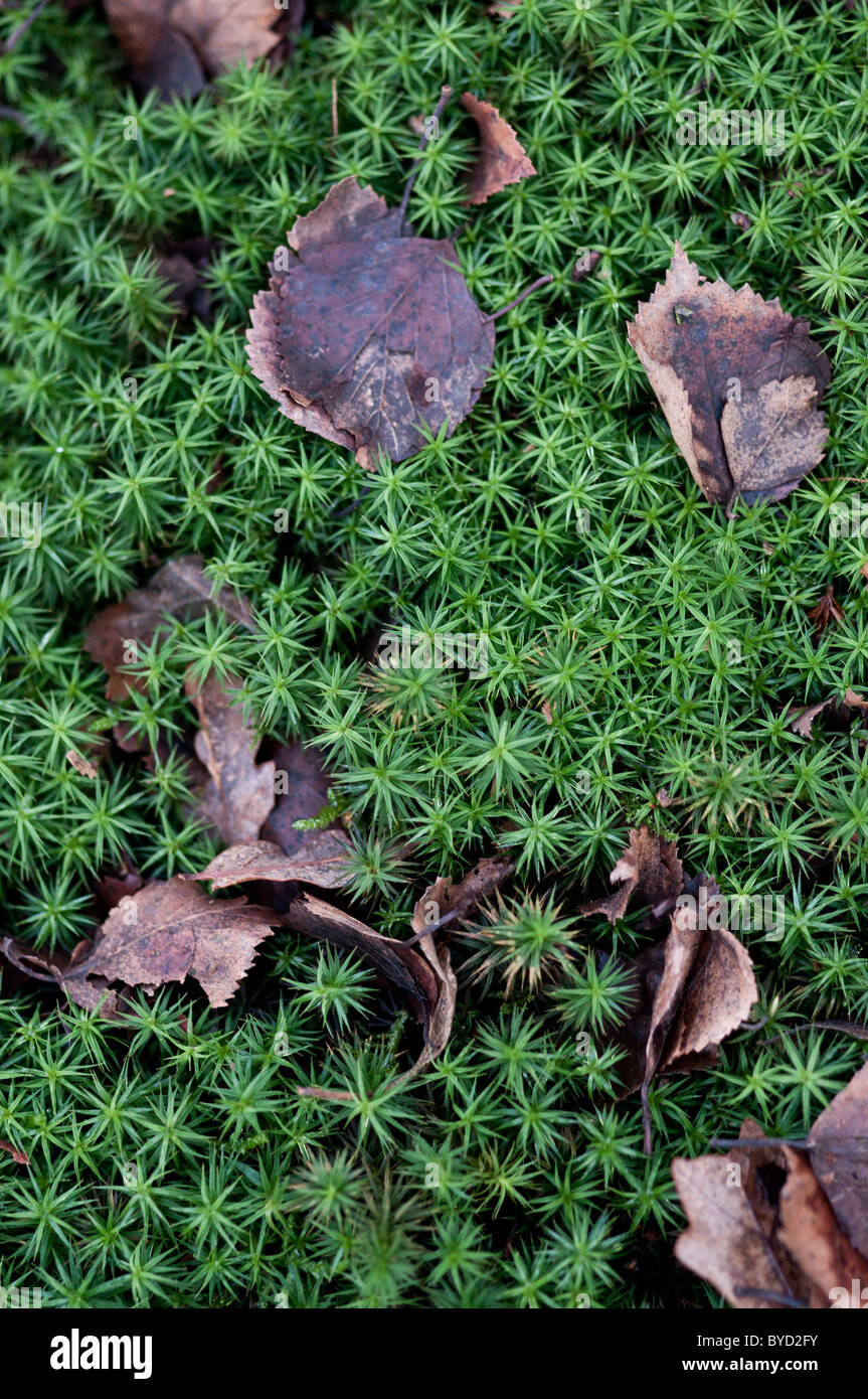 Greenery woodland hi-res stock photography and images - Alamy