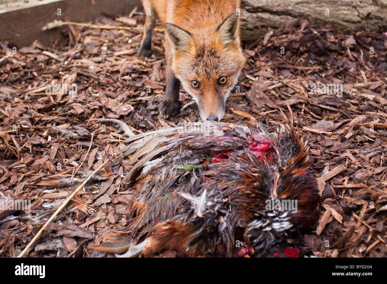Red Fox ( Vulpes vulpes ) eating pheasant by pen Stock Photo - Alamy