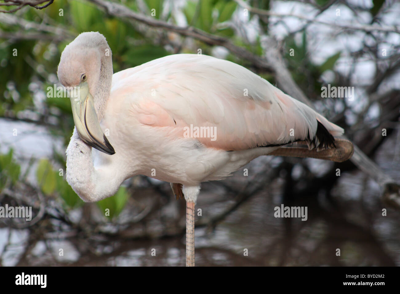 Flamingo juvenile wildlife hi-res stock photography and images - Alamy
